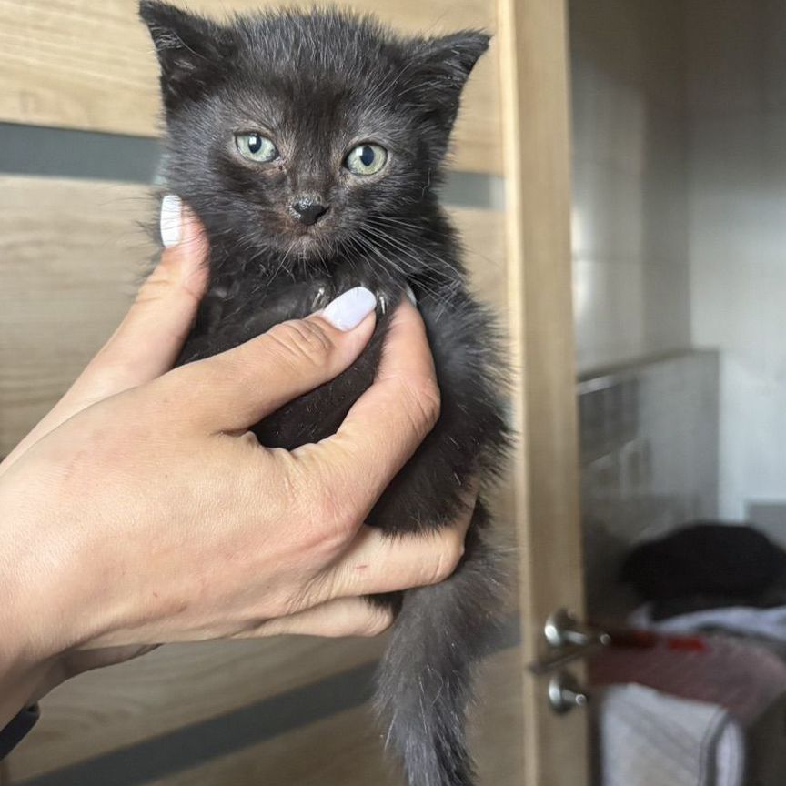Котёнок в добрые руки