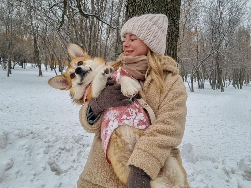 Продаются щенки Вельш корги пемброк