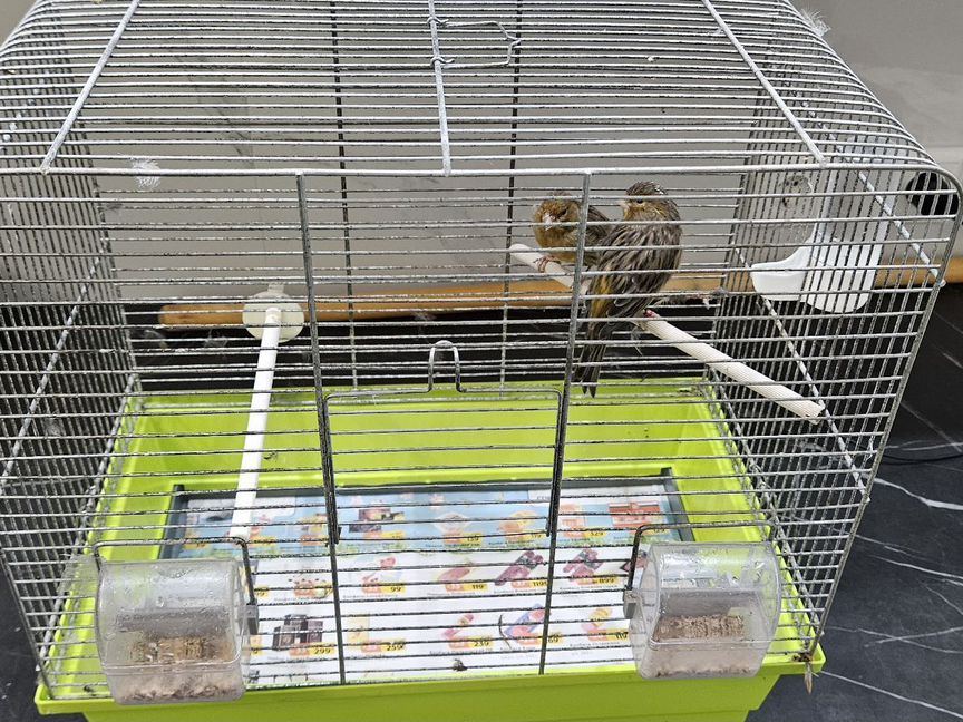 Канарейки пара