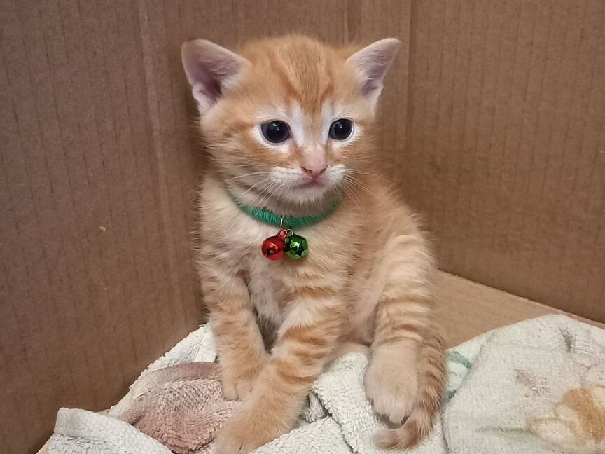Кошка