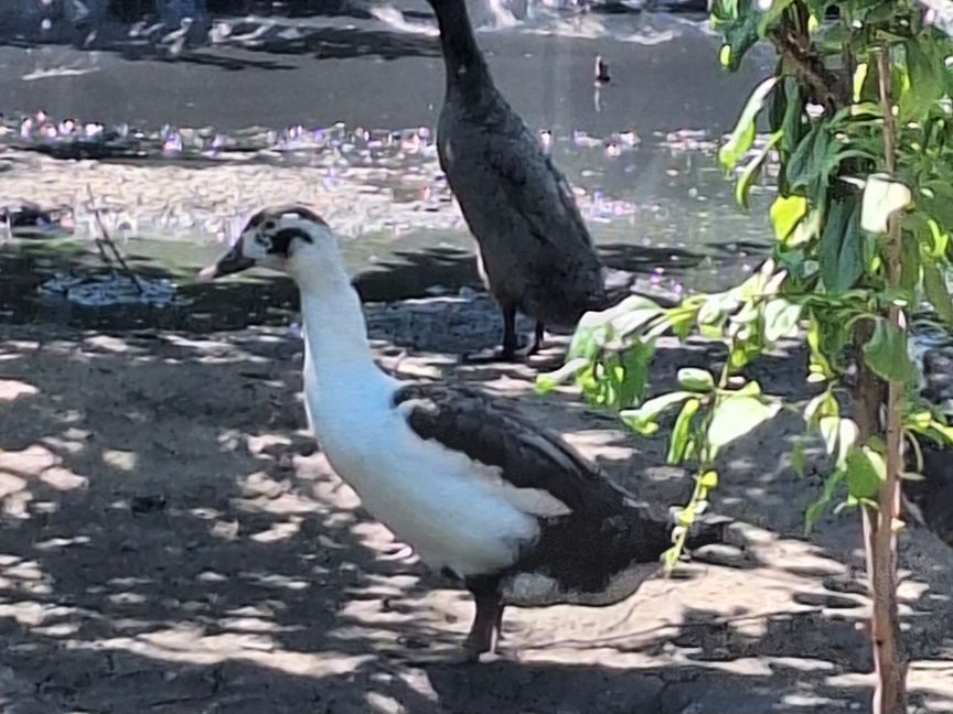 Утята Индийский бегунок