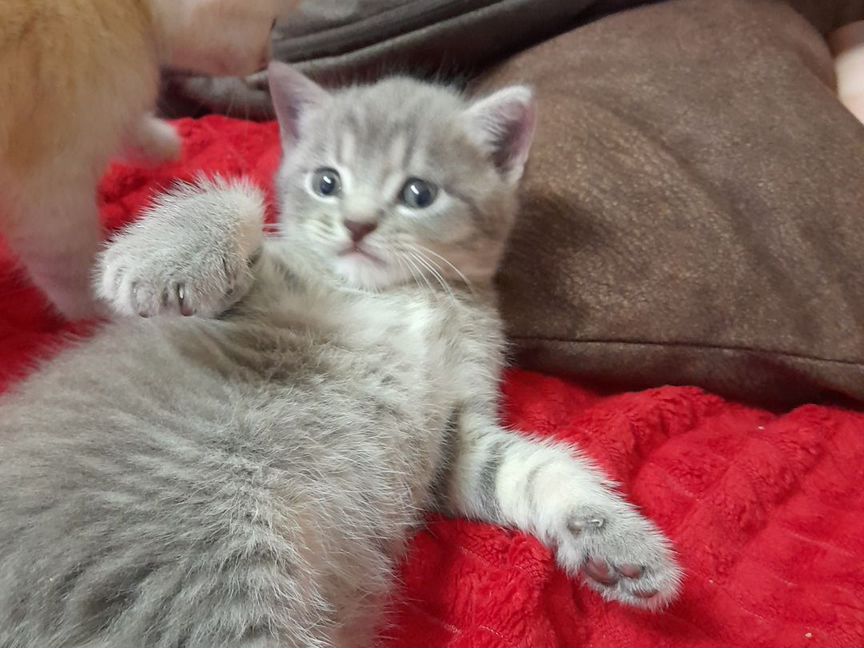 Британская