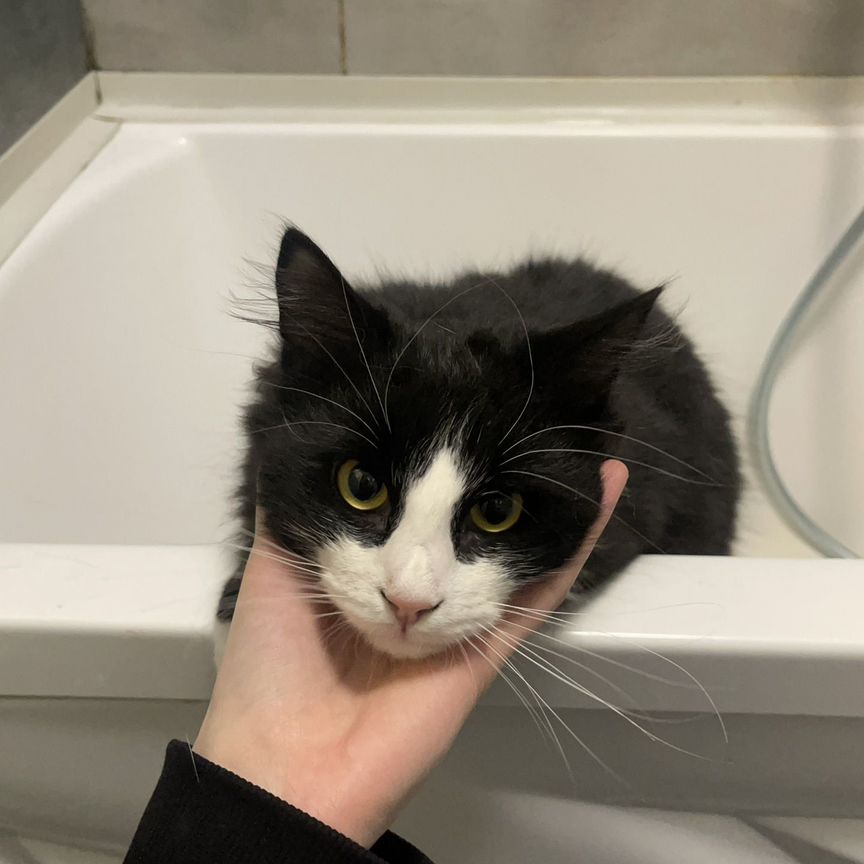 Котик мальчик Оливер в добрые руки