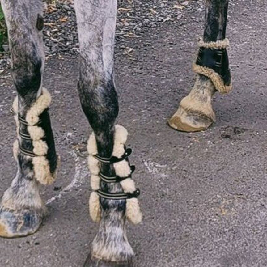 Ногавки для лошади стан full Prestig