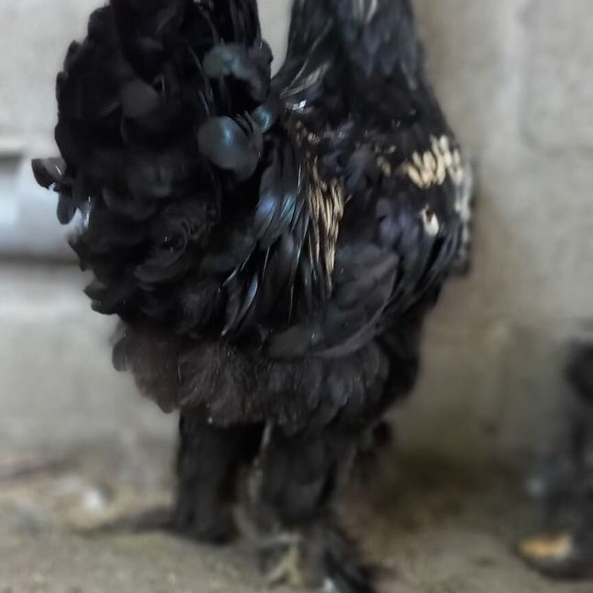 Петушки Брама