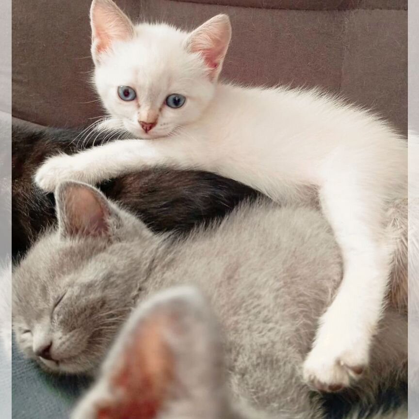 Котята в добрые руки