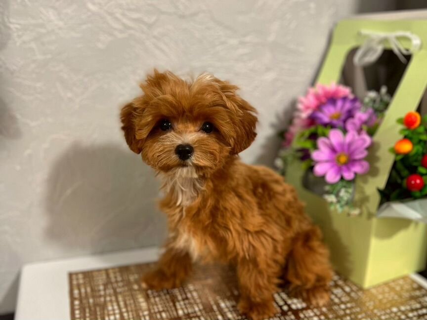 Мини мальтипу ф1 мальчик