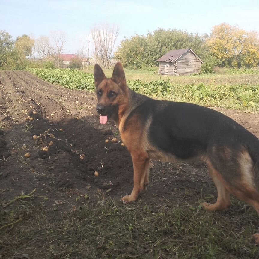 Немецкая овчарка девочка