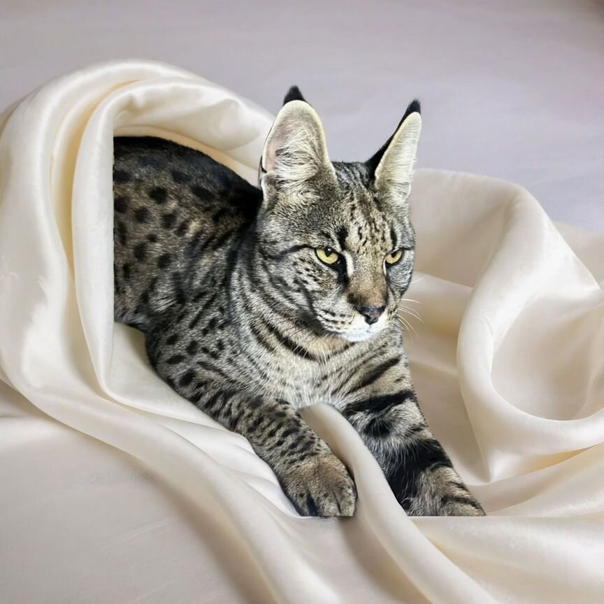 Саванна кошка ф1