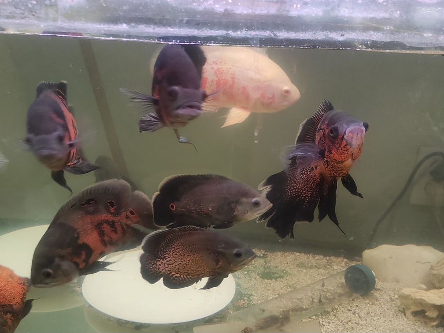 Астронотус бесплатно