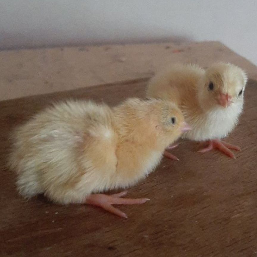 Перепелята белый гигант