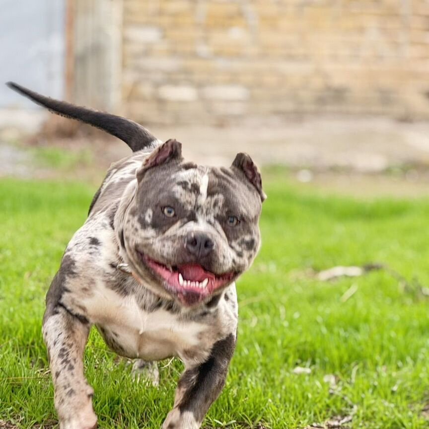 Очаровательный красавчик