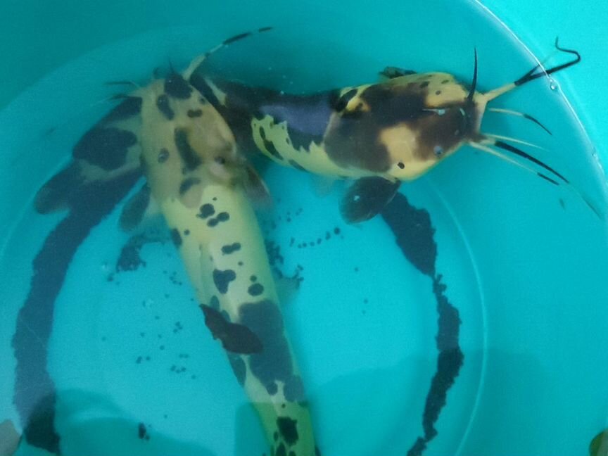 Аквариумные сомики 27см