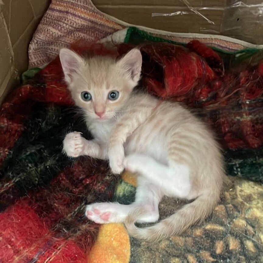 Котенок бесплатно