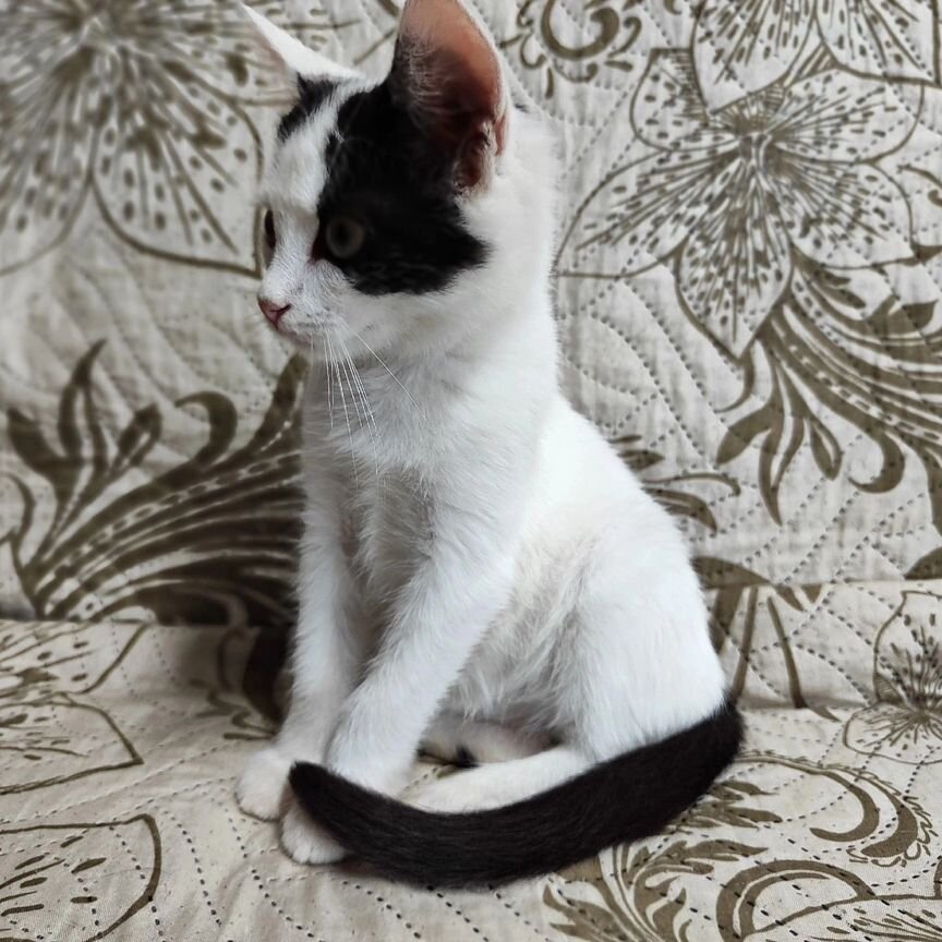 Котенок ищет дом