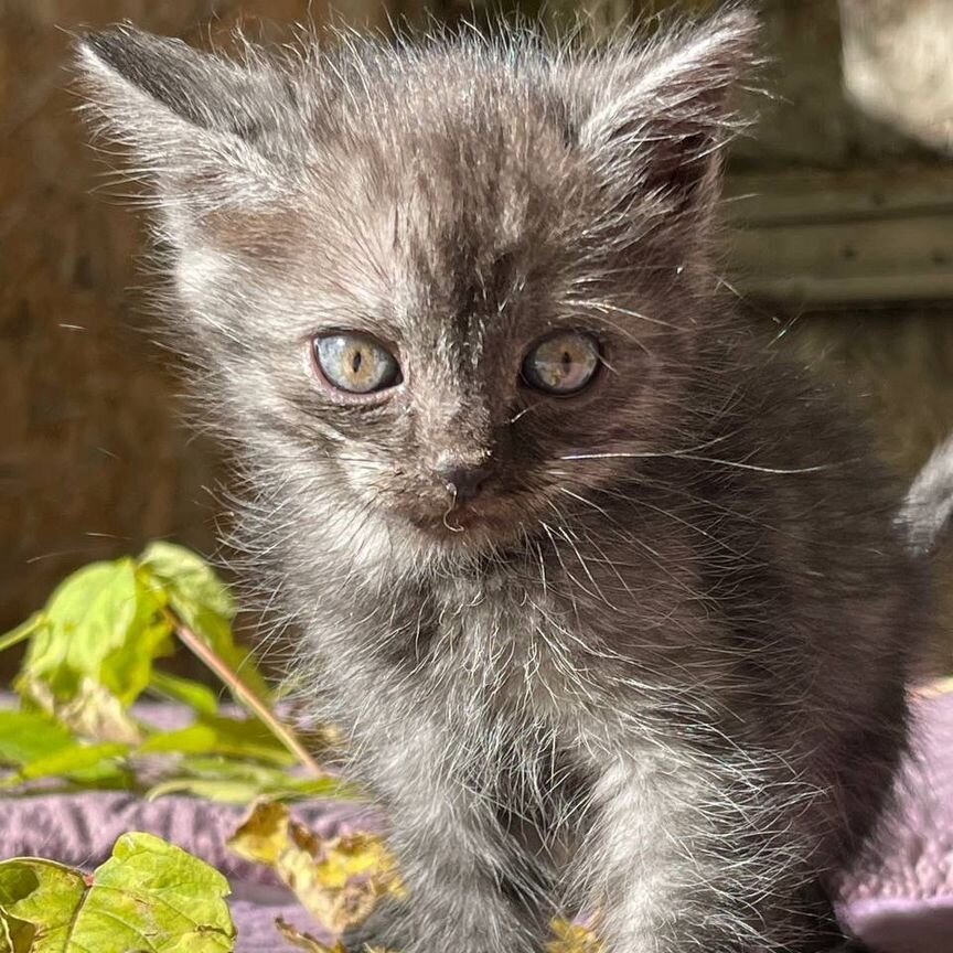 Котята 2 месяца