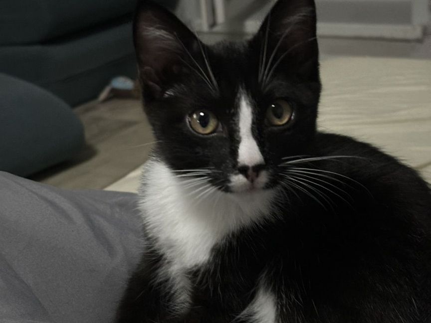 Кот