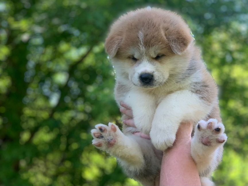 Акита Ину (Хатико)