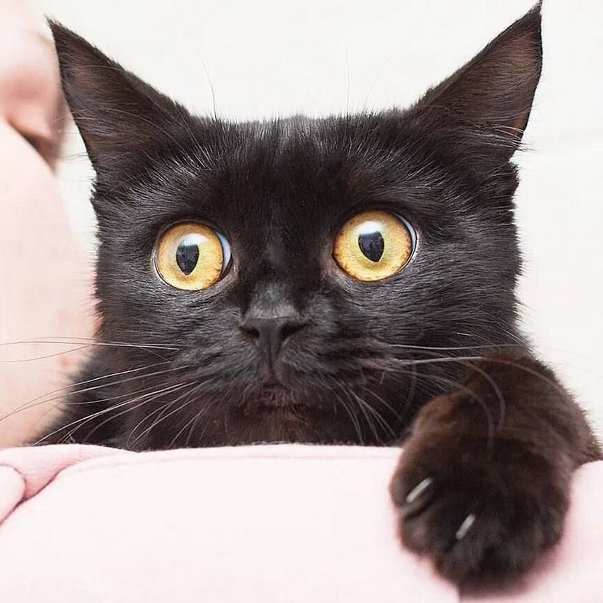 Взрослая, Девочка кошка в добрые руки