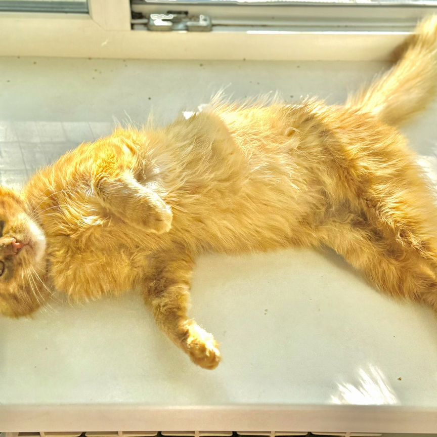 Кастрированный котик