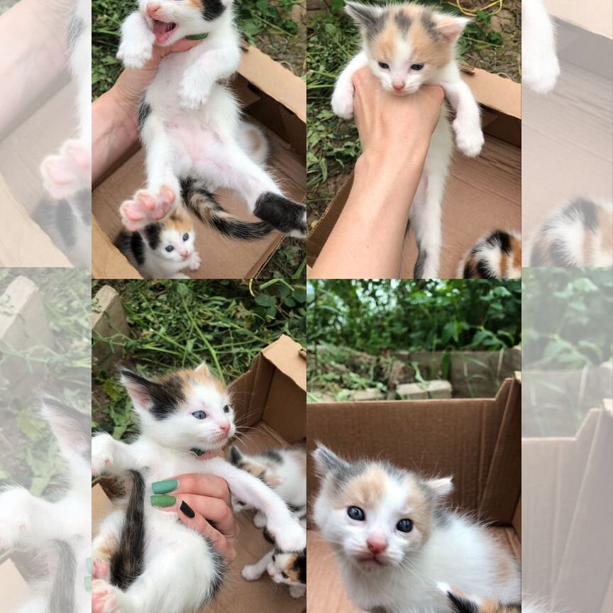 Котята в добрые руки бесплатно маленькие