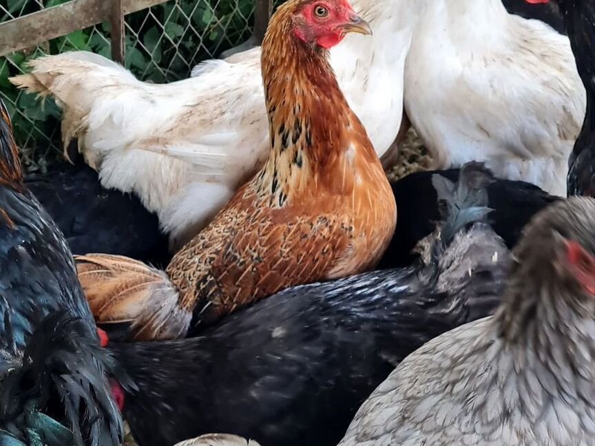 Куры молодки и цыплята помесные