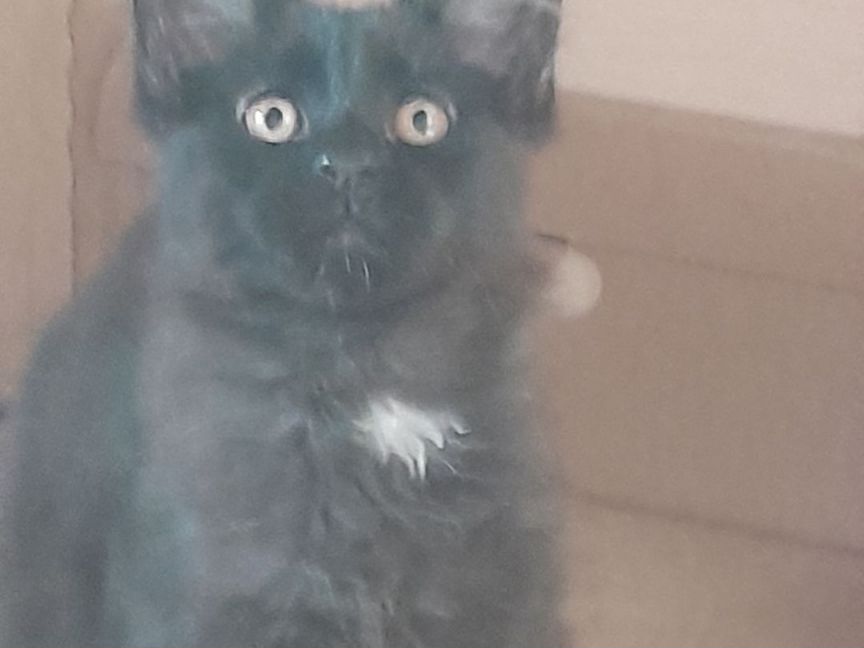 Кошки породистые