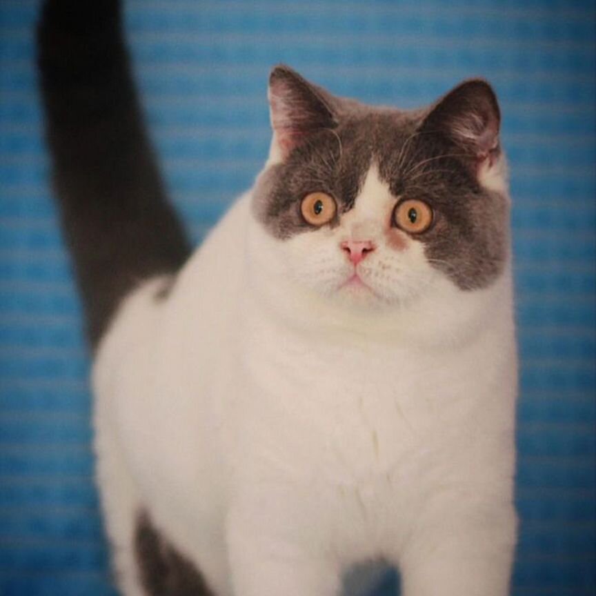 Котик британской породы