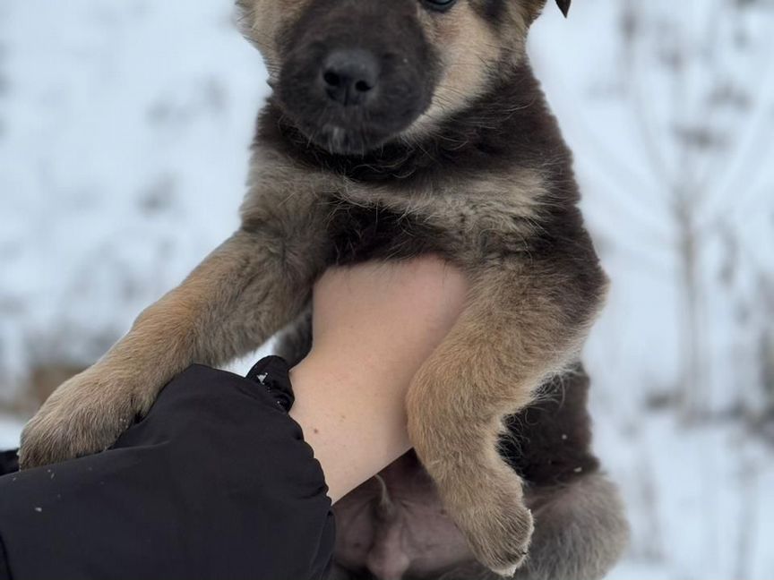 Щенок красавчик мальчик