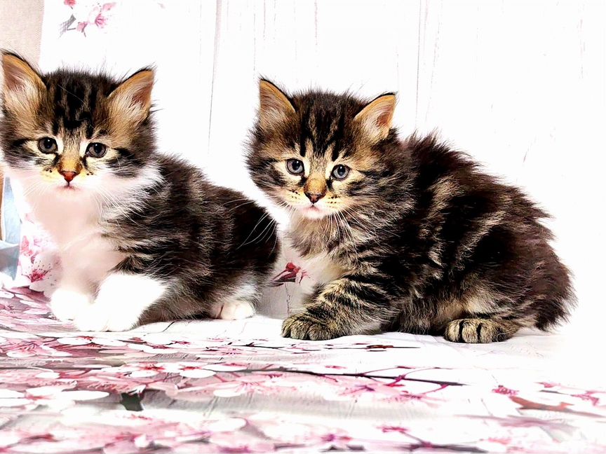 Шикарные девочки курильского бобтейла