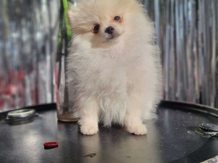 Померанский шпиц