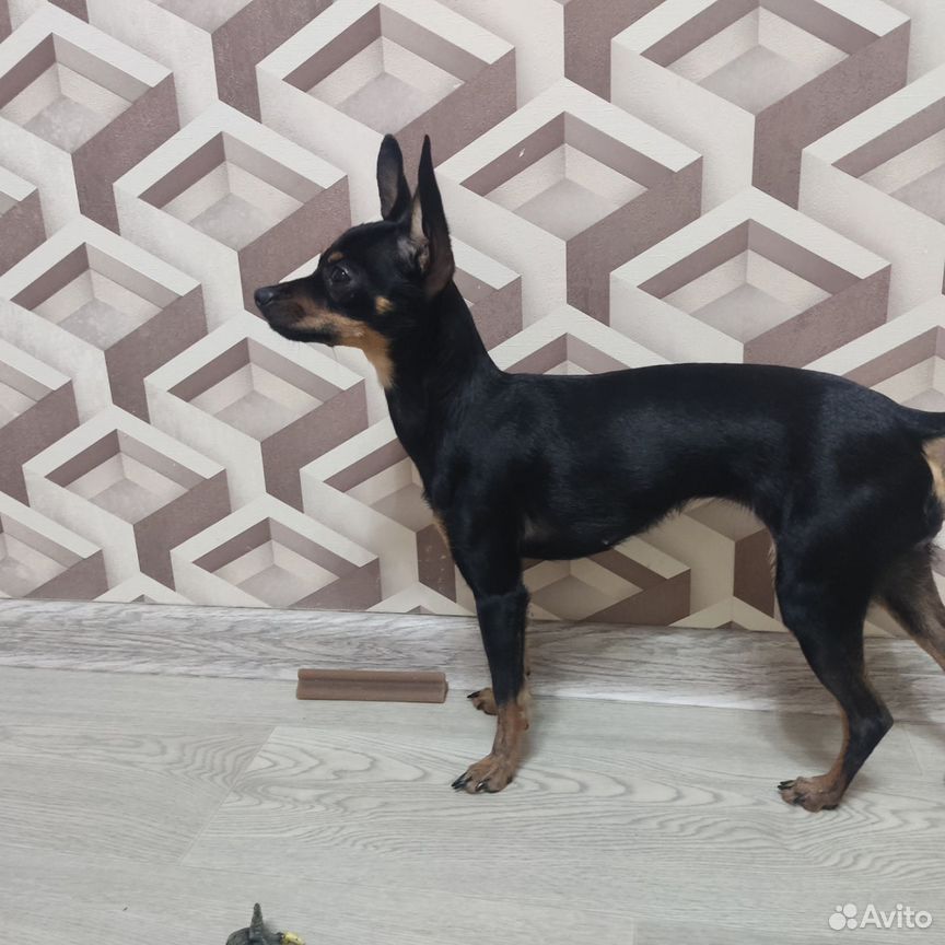 Русский той-терьер