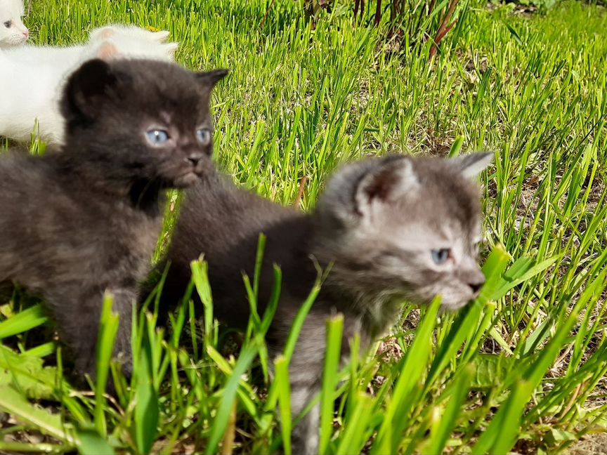 Белая русская кошка