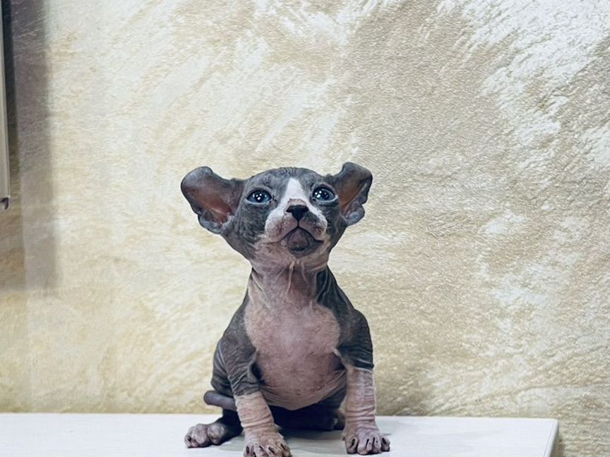 Черный биколор мальчик Эльф