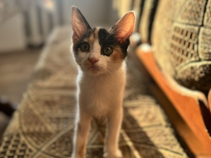 Котенок ищет дом