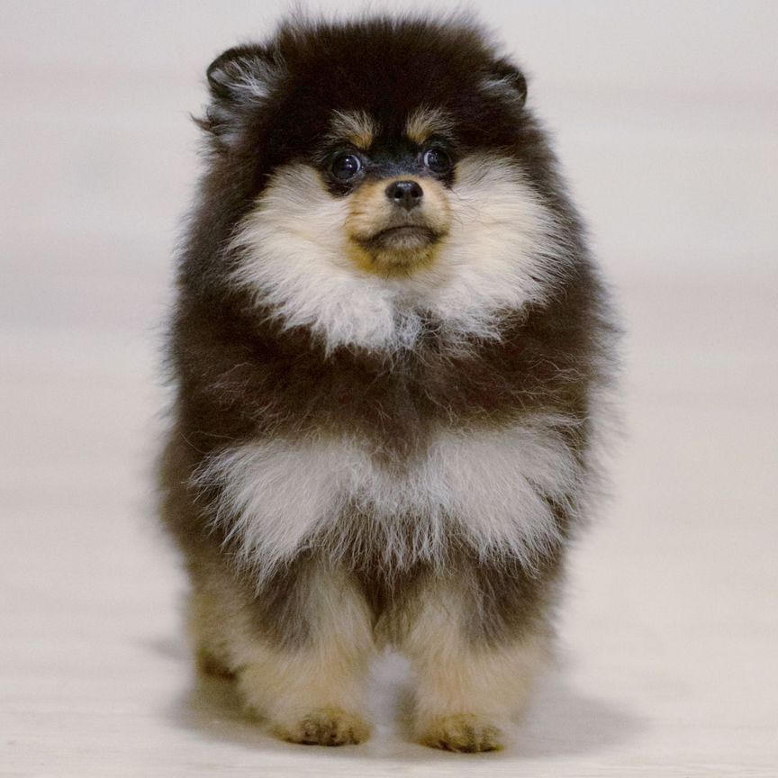 Померанский шпиц, щенок