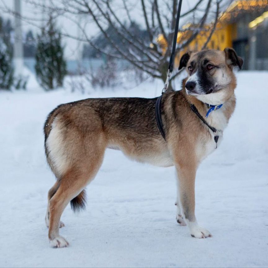 Собака в добрые руки отдам бесплатно