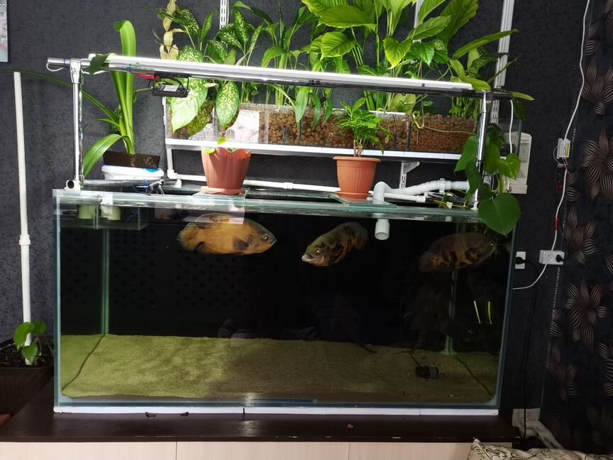 Фитофильтр