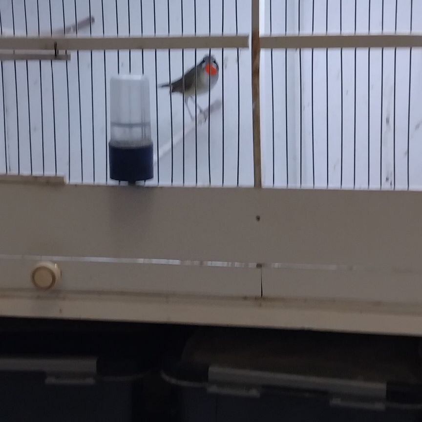 Птицы Урала