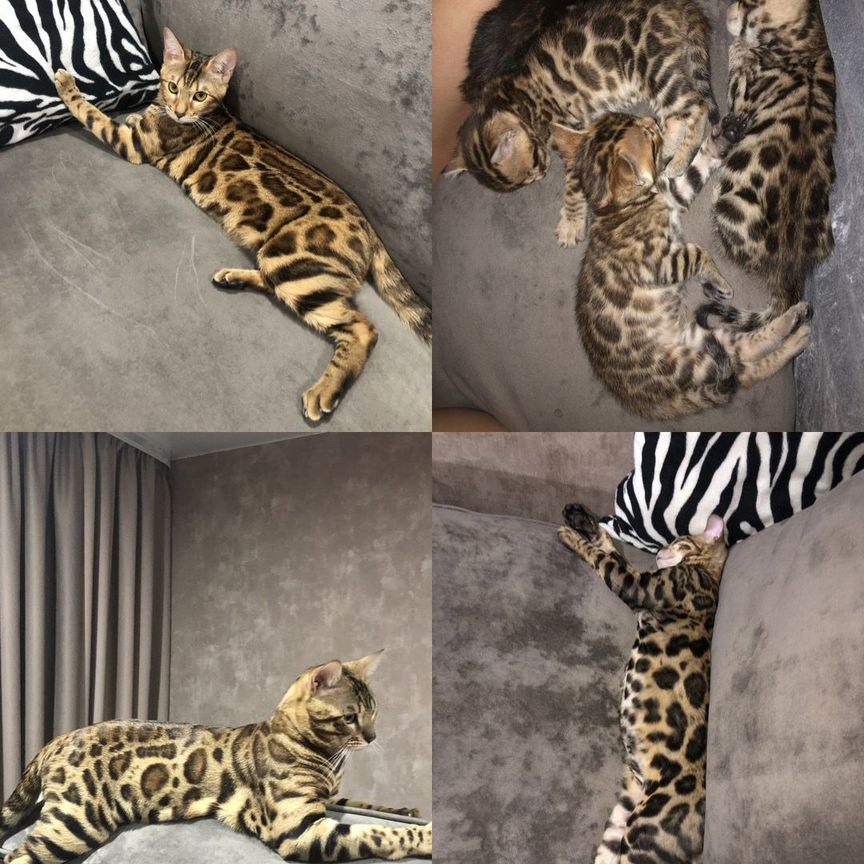 Бенгальская