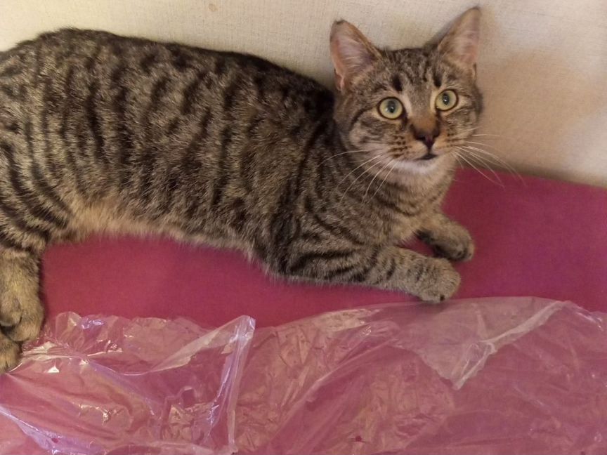 Кошки в добрые руки