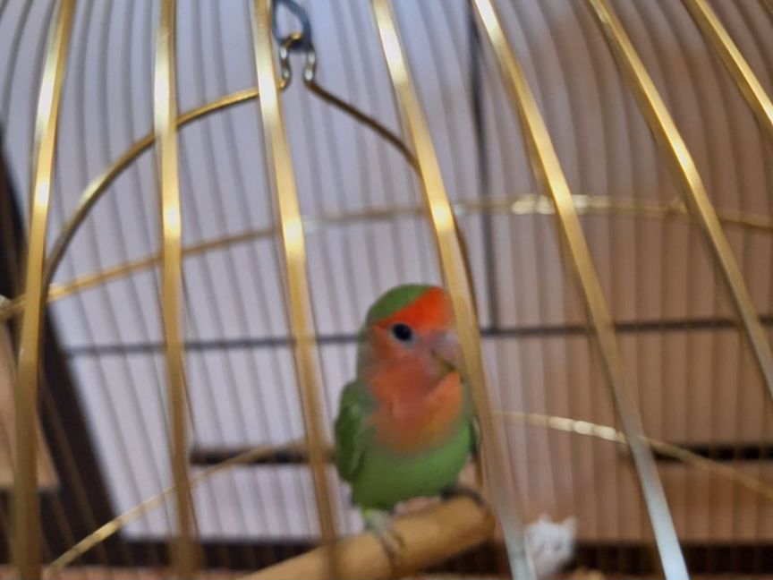 Попугай неразлучник розовощёкий