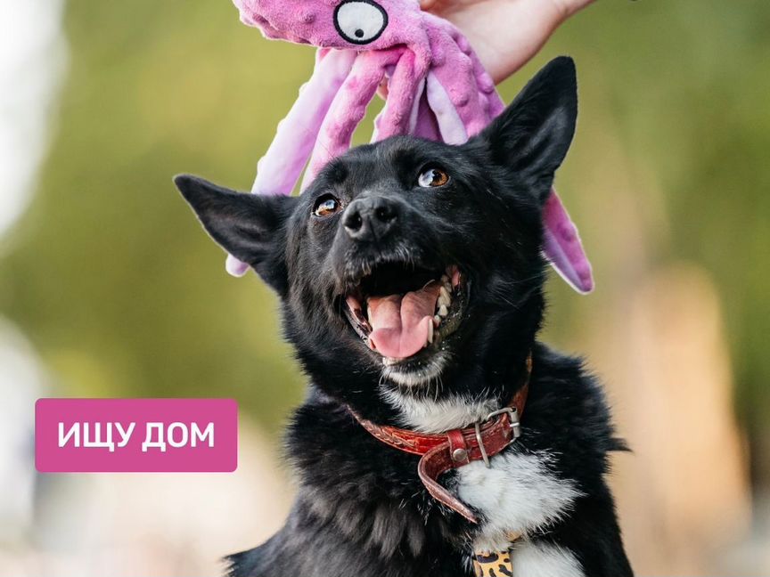 Маленькая собака в добрые руки отдам бесплатно