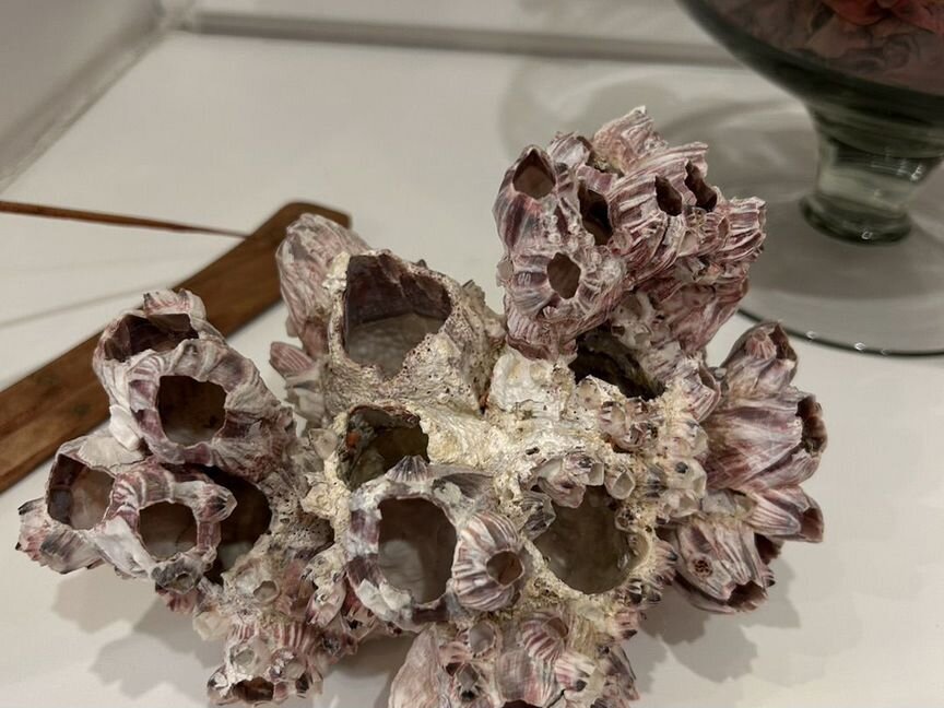 Натуральный коралл