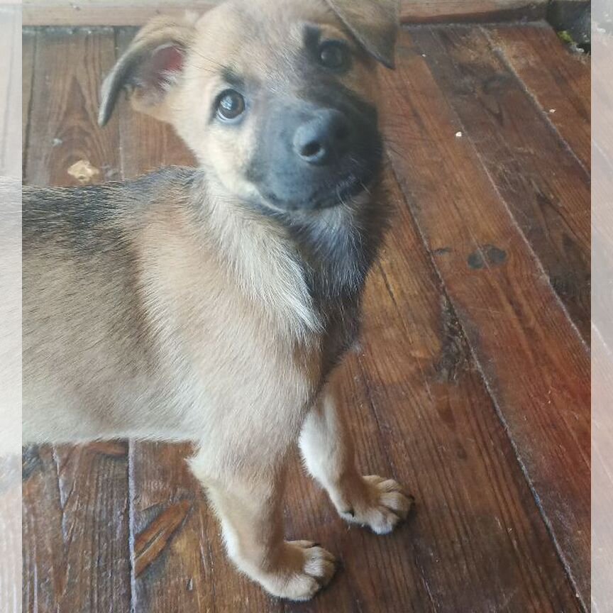 Собака в добрые руки