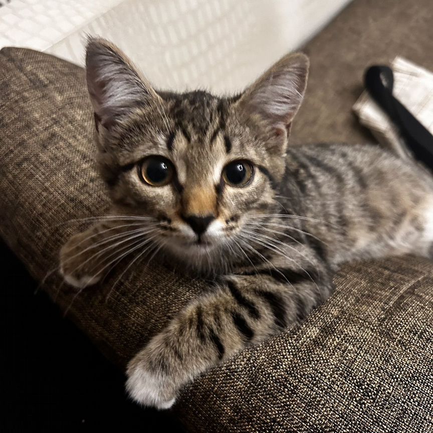 Потерялася котенок: