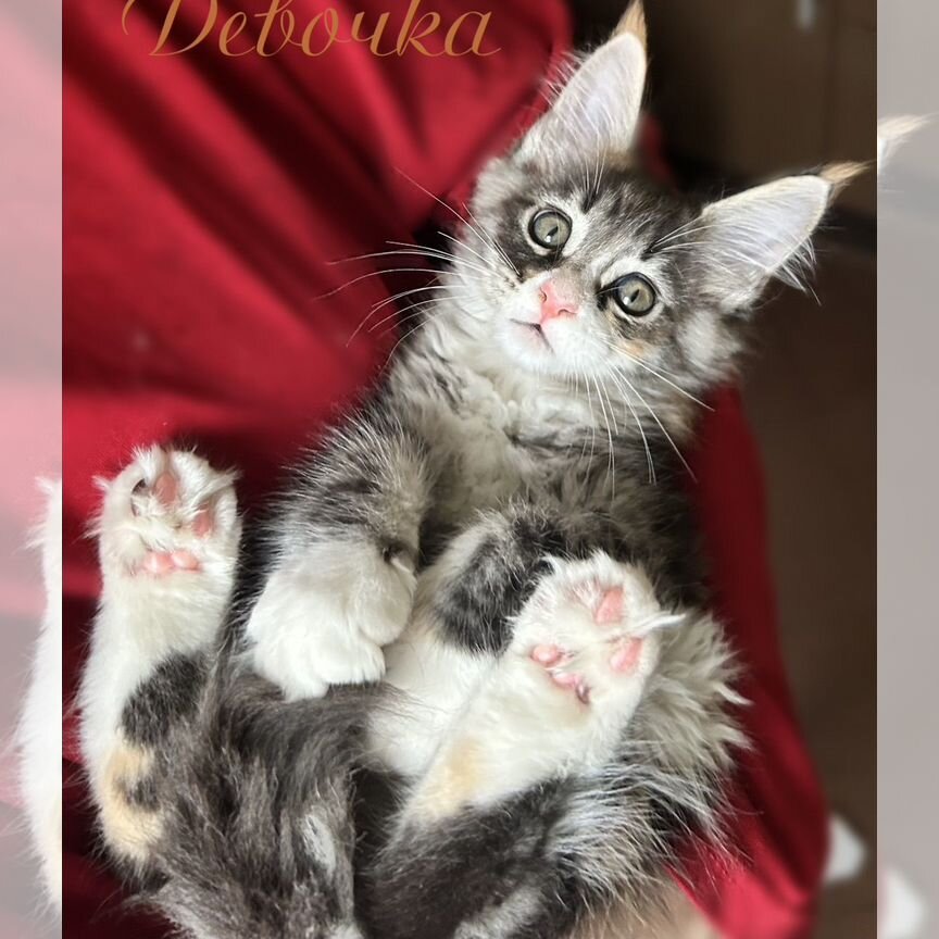 Котята мейн-кун