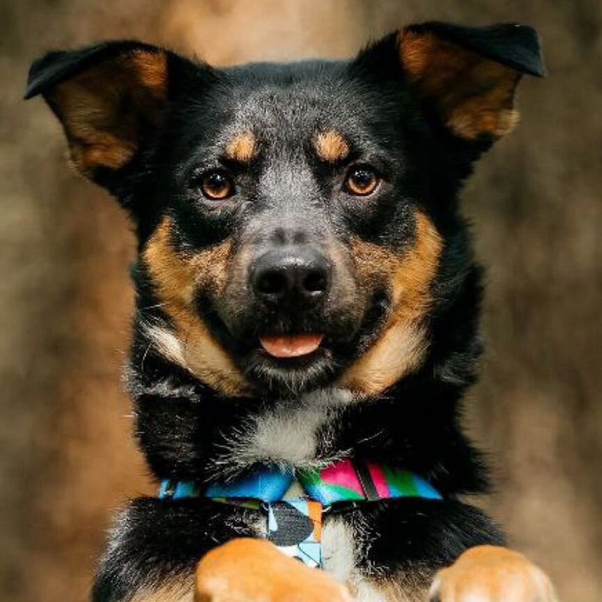 Взрослый пёс в добрые руки