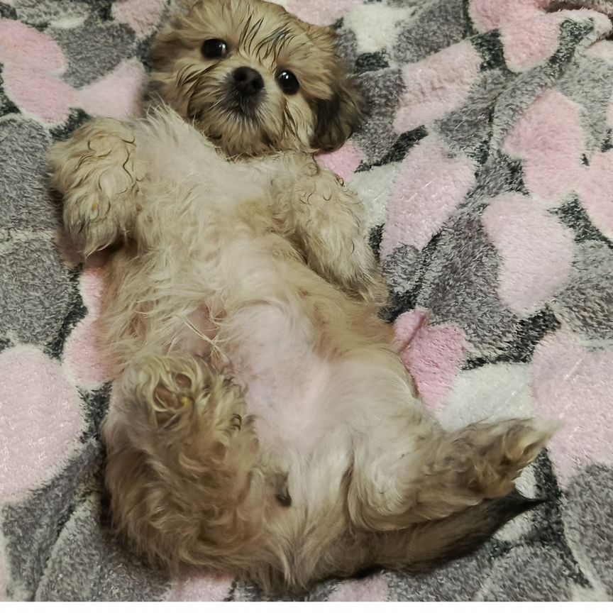 Мальтийская болонка, щенок