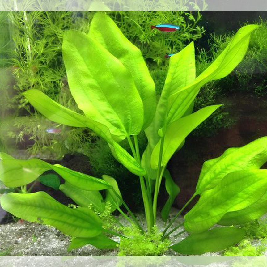 Аквариумное растение